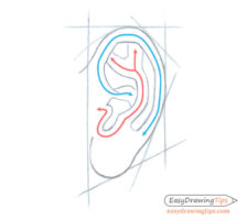 How to Draw an Ear Step by Step - Side View