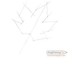 How to Draw a Maple Leaf in 3 Steps- EasyDrawingTips