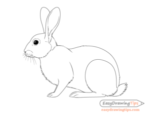How to Draw a Rabbit Step by Step Tutorial - EasyDrawingTips