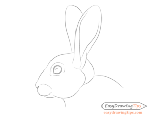 How to Draw a Rabbit Step by Step Tutorial - EasyDrawingTips