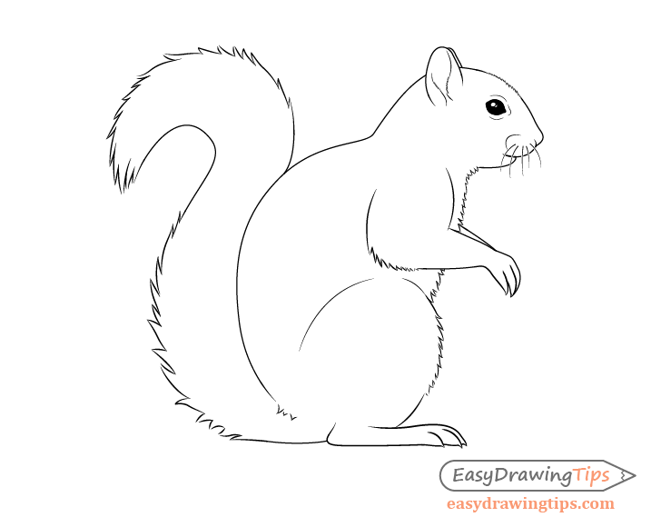 How To Draw A Squirrel From The Side View Tutorial EasyDrawingTips