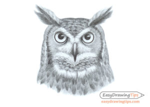 How to Draw an Owl's Face & Head Step by Step - EasyDrawingTips