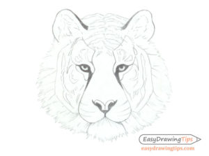 How to Draw a Tiger Face & Head Step by Step - EasyDrawingTips