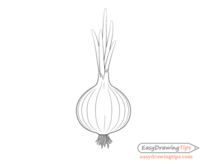 How to Draw an Onion Step by Step Tutorial - EasyDrawingTips
