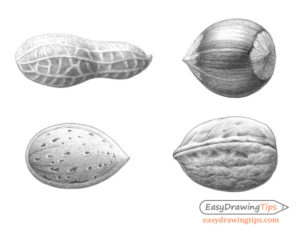 How to Draw Nuts Step by Step - EasyDrawingTips