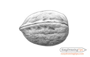 How to Draw Nuts Step by Step - EasyDrawingTips